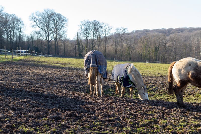 Horses in the field stock image. Image of horse, nature - 263108583