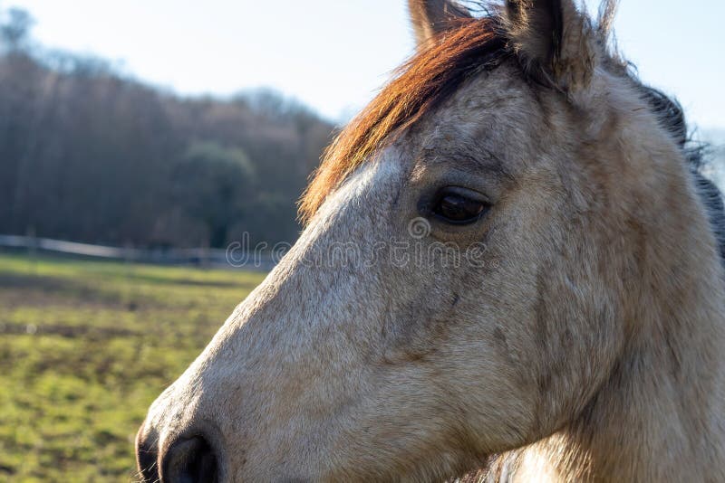 Horses in the field stock photo. Image of grass, livestock - 263108666