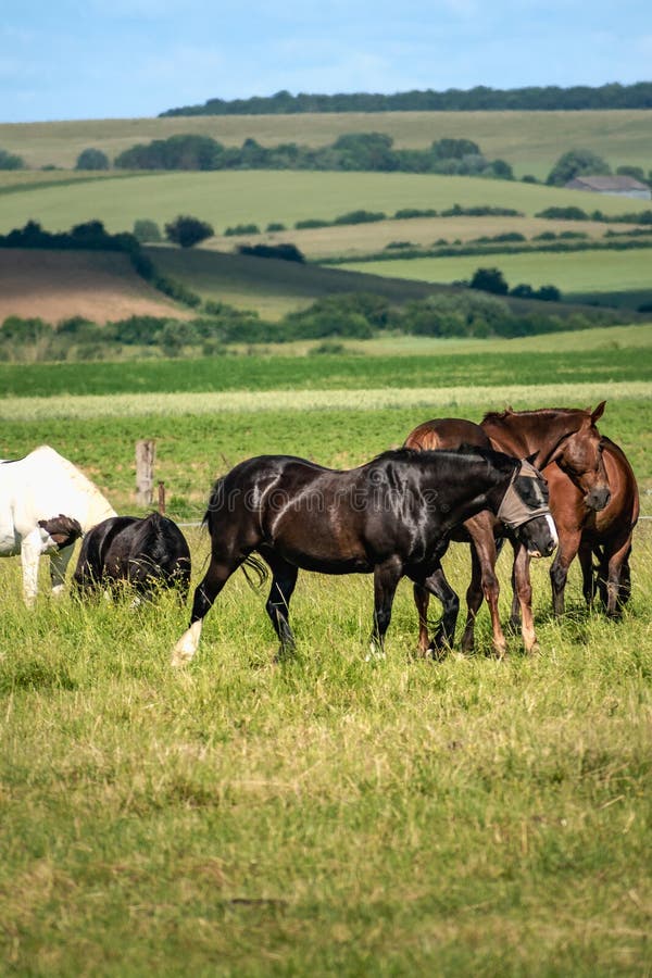 Horses in a Field with Landscape Behind, Equus Stock Photo - Image of ...