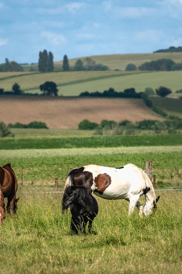 Horses in a Field with Landscape Behind, Equus Stock Photo - Image of ...
