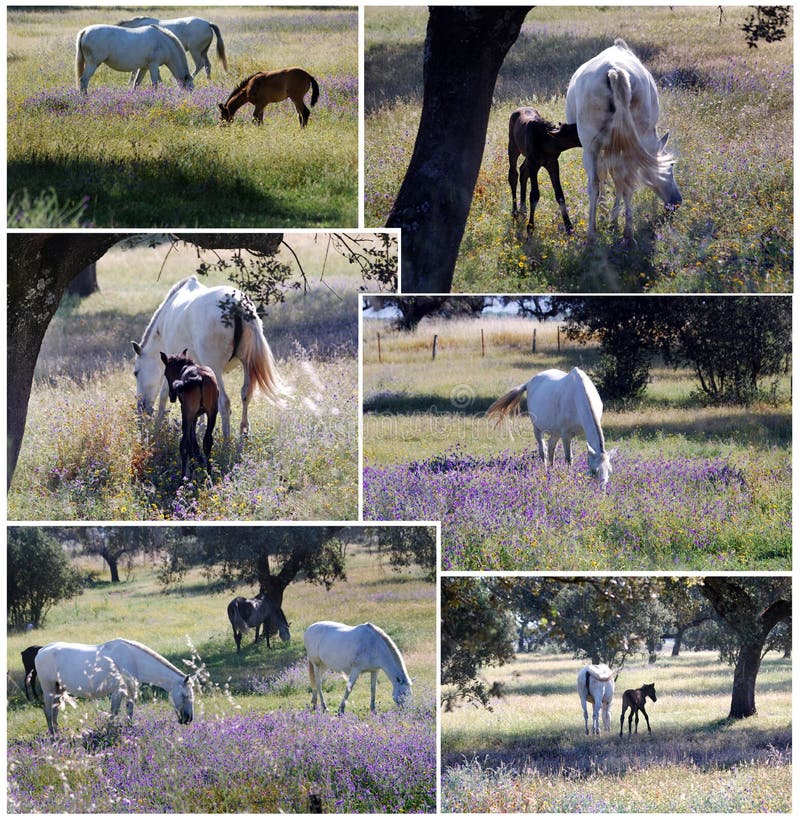 Horses in the fields stock image. Image of peaceful, brown - 14529329