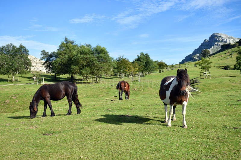 Horses in the Fields of Arraba. Gorbea Natural Park. Basque Country ...