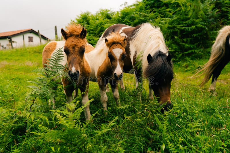 Horses in the Fields in the Pyrenees Stock Photo - Image of travel ...
