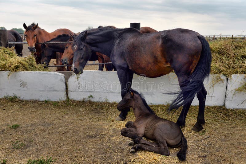 Horses and foal eating hay stock photo. Image of group - 132938584