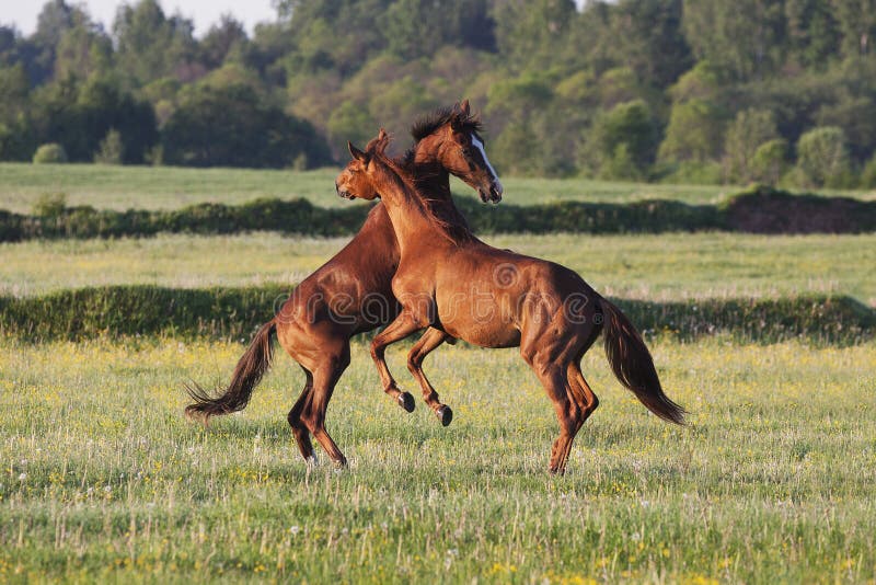 Three horses run gallop stock image. Image of meadow, contest - 9576419