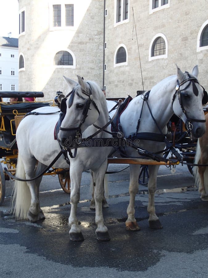 Horses in front a carriage stock photo. Image of animal - 58401654