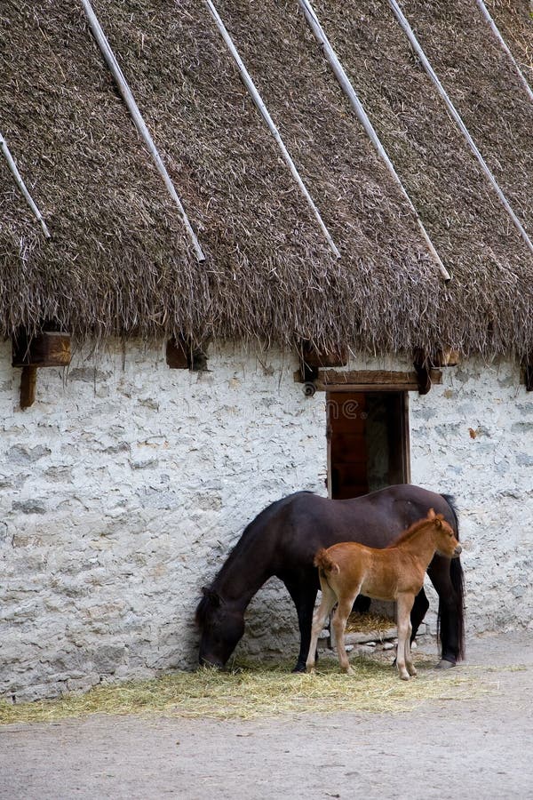 Horses in Front of the Stable Stock Photo - Image of doorframe ...