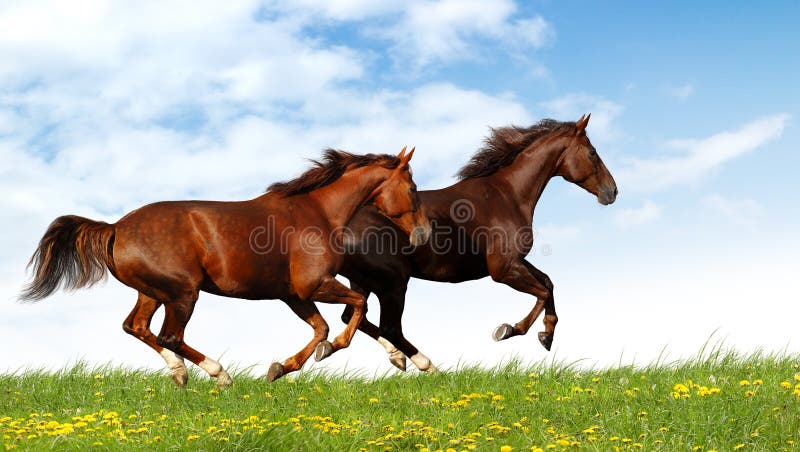 Horses gallop stock image. Image of grey, kanter, pasture - 3857903