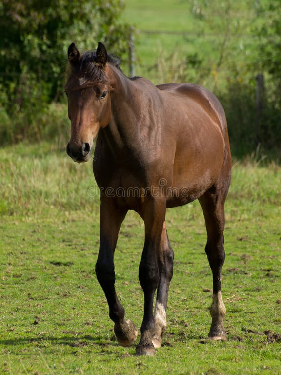 Horses in germany stock photo. Image of foal, snout, ecosystem - 32335818
