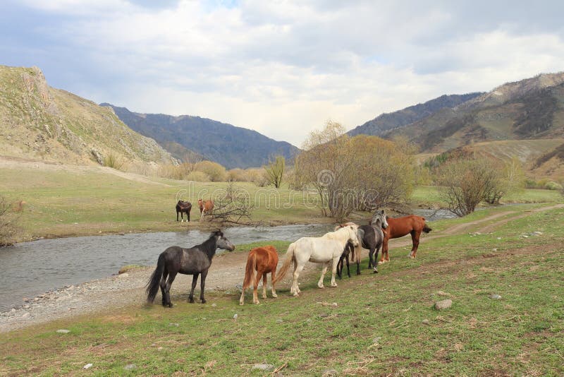 Horses on a glade stock photo. Image of animal, clouds - 41537754
