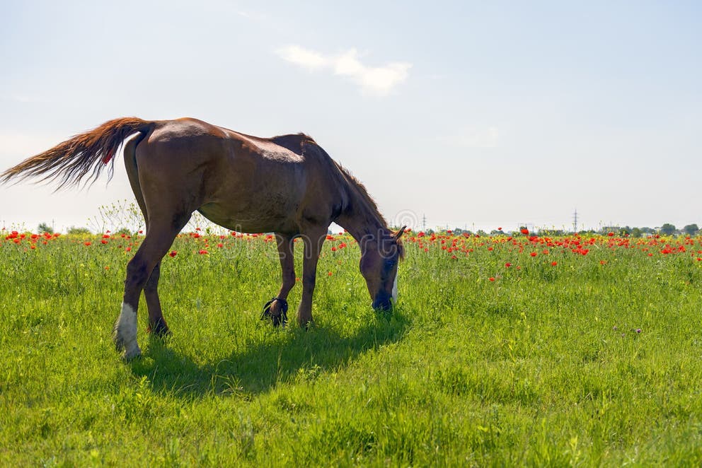 The horses graze outdoors stock photo. Image of beauty - 40983446