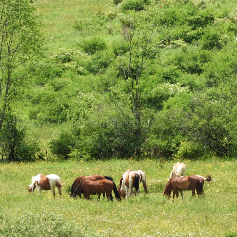 Horses Graze on Sweet Pasture Grass during Hot Days of Summer Stock ...
