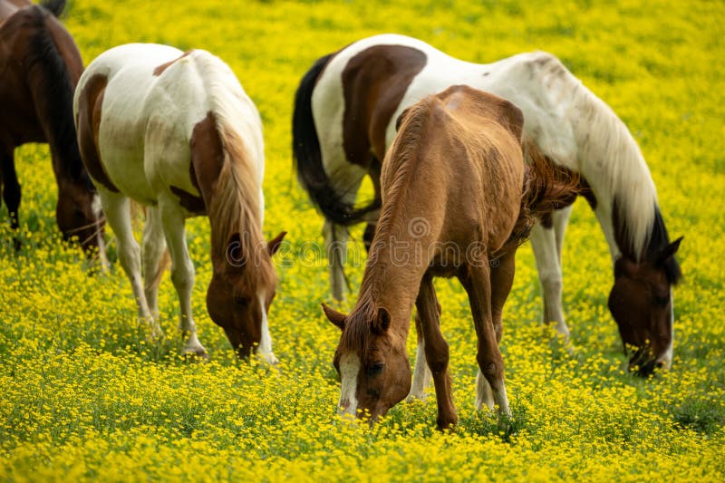 Horses Graze on Yellow Flowers in Spring Stock Image - Image of field ...