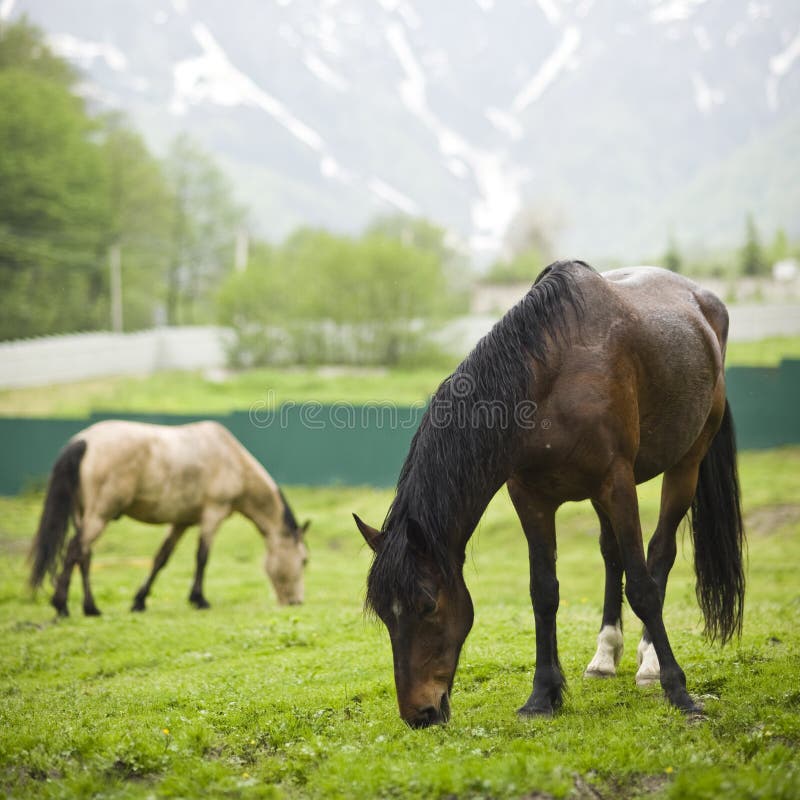 Horses are grazed stock image. Image of stallion, nature - 22028391
