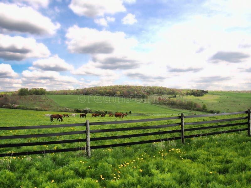 Horses grazing stock image. Image of landscape, land - 92657697