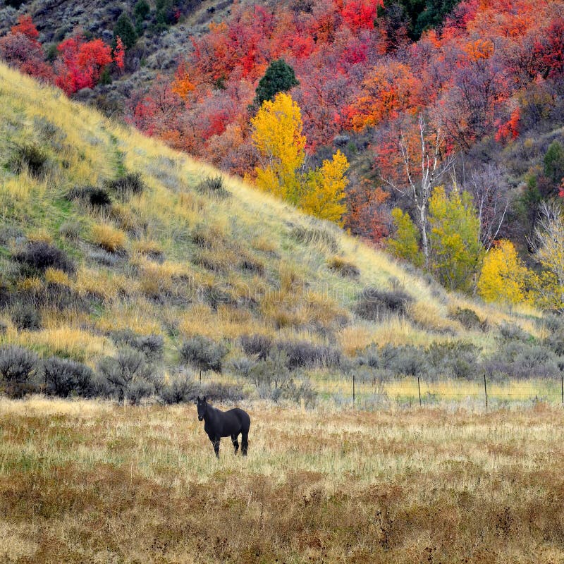 Horses Grazing in Fall stock image. Image of grass, calm - 51331325