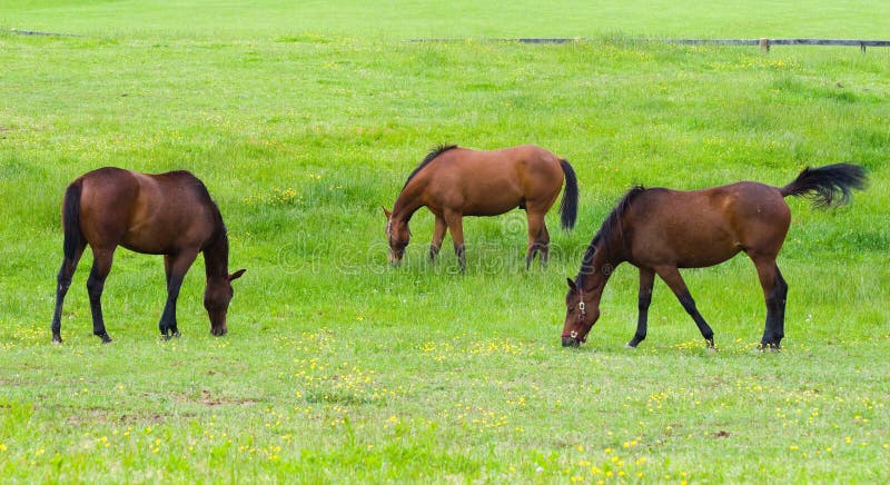 Horses grazing in field stock image. Image of color, dark - 16534915