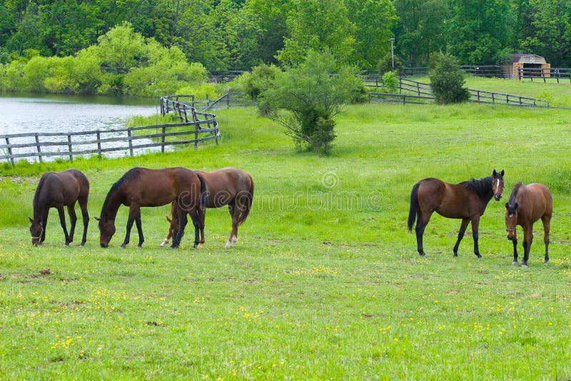 Horses grazing in field stock photo. Image of colour - 16534918