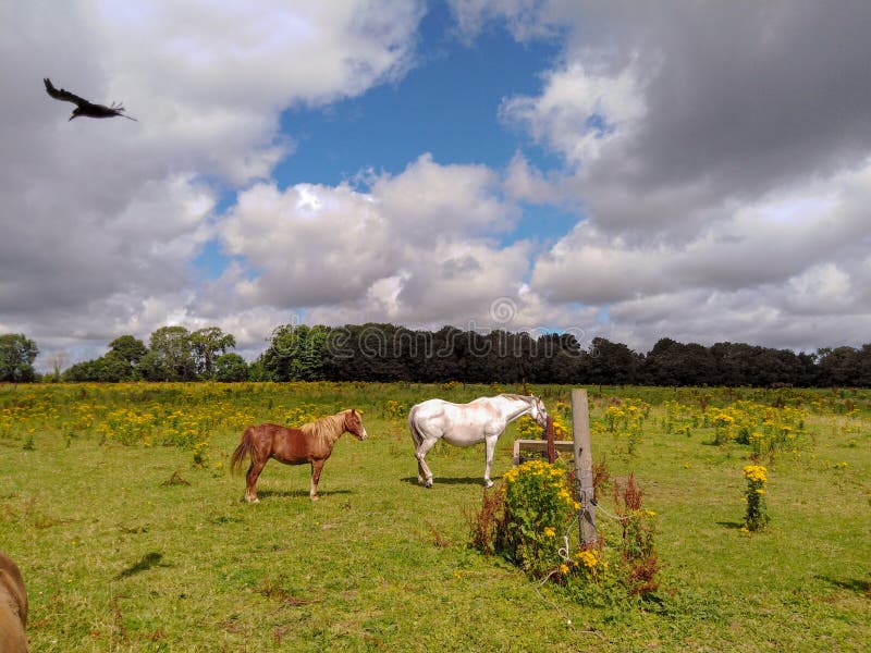 Horses Grazing in a Field Crow Flying Overhead Stock Photo - Image of ...