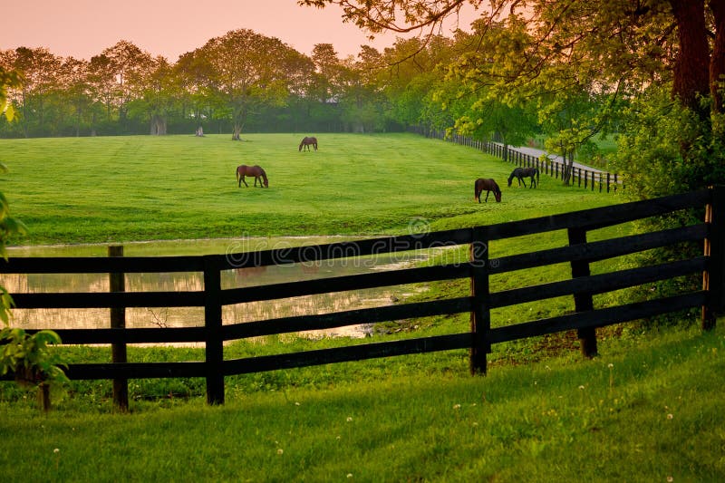 Horses Grazing in a Field with Fence and Pond Stock Image - Image of ...