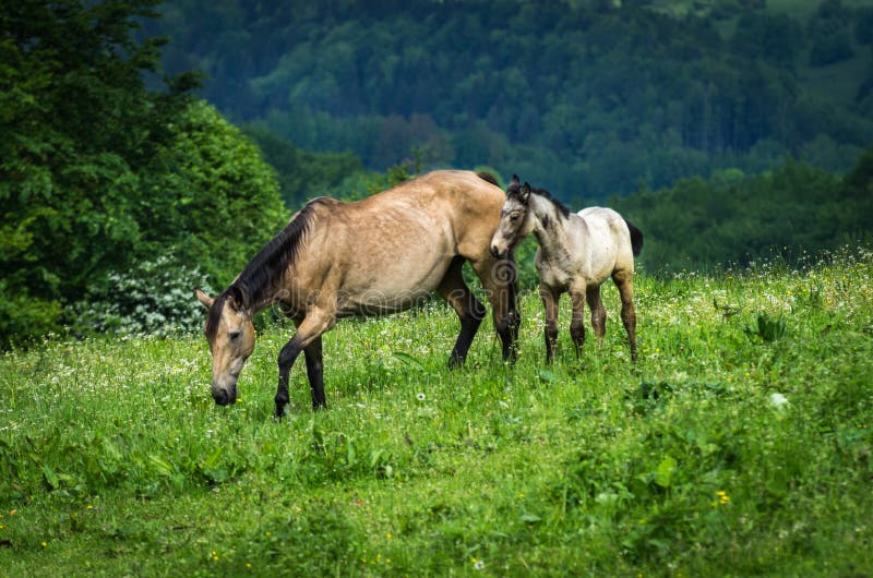Horses stock photo. Image of spring, animal, field, grass - 40749136