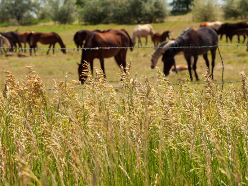 Horses grazing stock photo. Image of animal, structure - 283919844