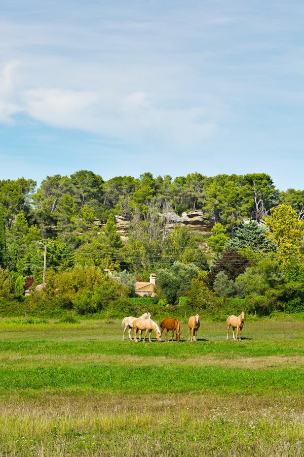 Horses stock photo. Image of livestock, french, corral - 35266158