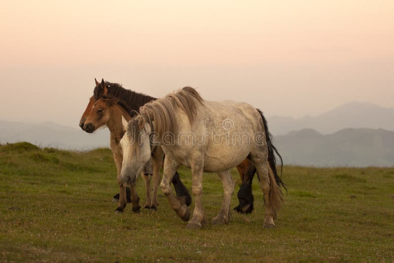 Horses Grazing in the Mountains of the Basque Country in Spain Stock ...