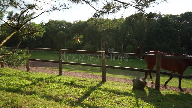 Horses Grazing in the Paddock at Sunset-2. Stock Video - Video of ...
