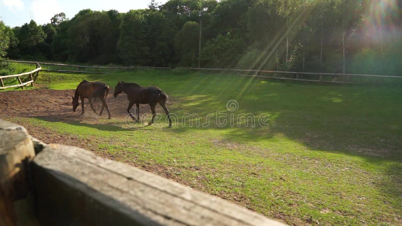 Horses Grazing in the Paddock at Sunset-2. Stock Video - Video of ...