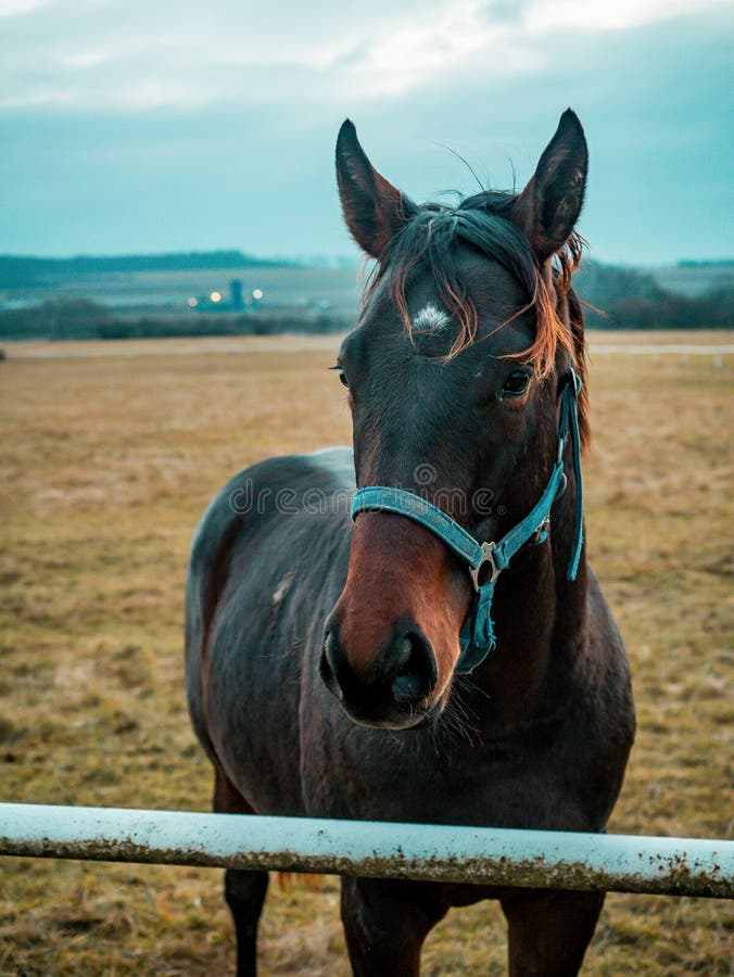 Horses Grazing in the Paddock in Winter Stock Photo - Image of outdoor ...