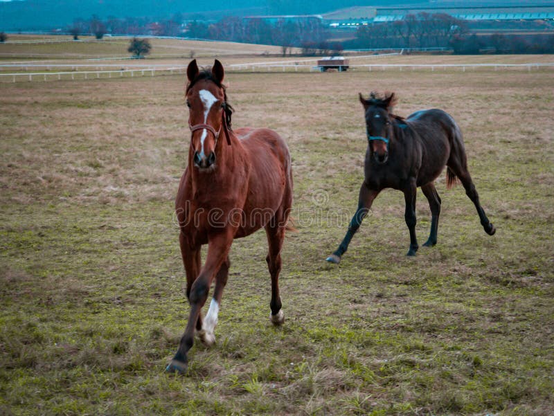 Horses Grazing in the Paddock in Winter Stock Image - Image of cold ...
