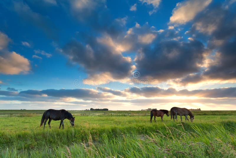 Horses Grazing on Pasture at Sunset Stock Image - Image of gold ...