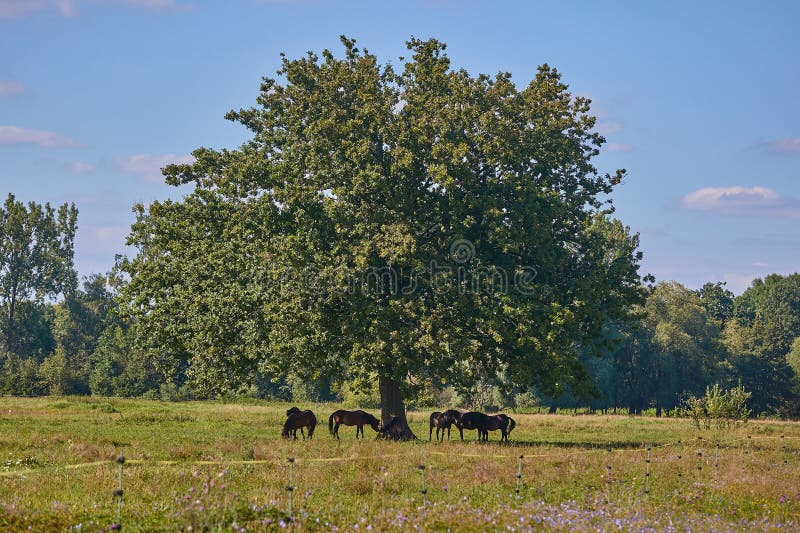Horses under a big tree stock photo. Image of homestead - 379275234