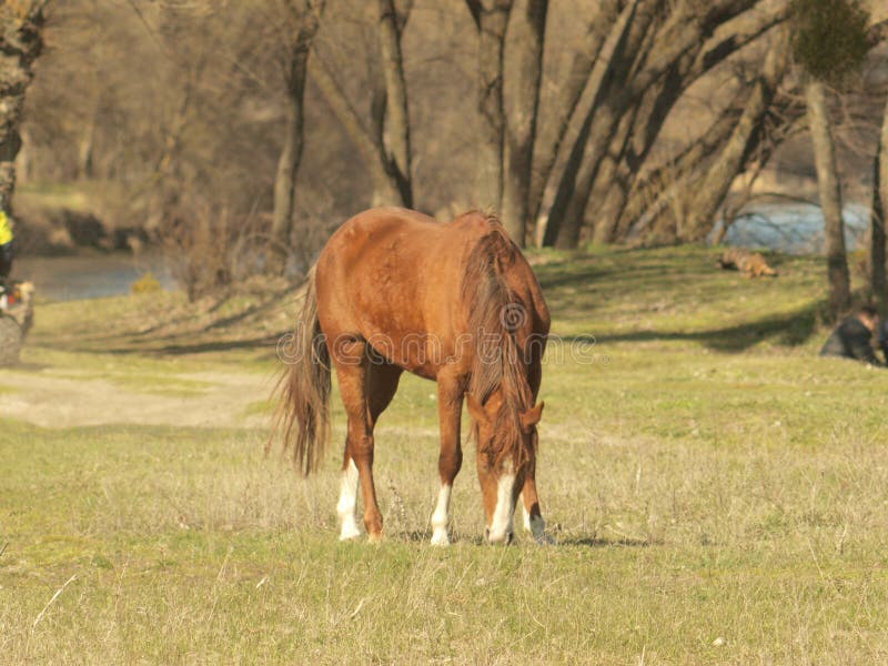 Hippodrome Plough Stock Photos - Free & Royalty-Free Stock Photos from ...