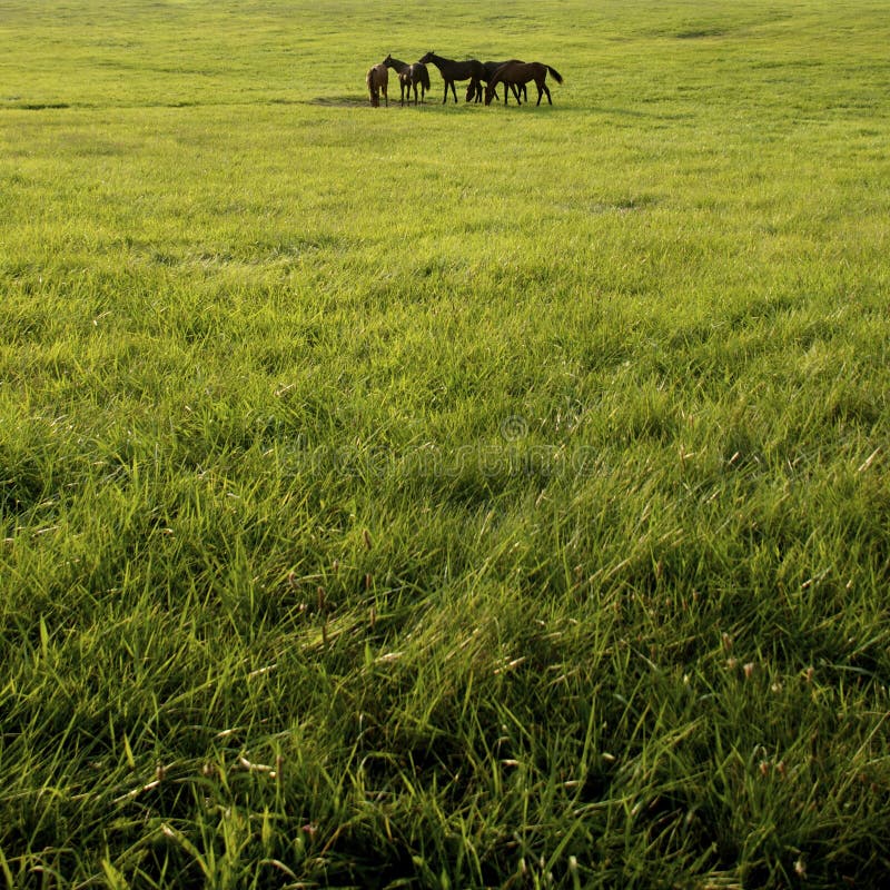 Horses in green pasture stock image. Image of distance - 11069265
