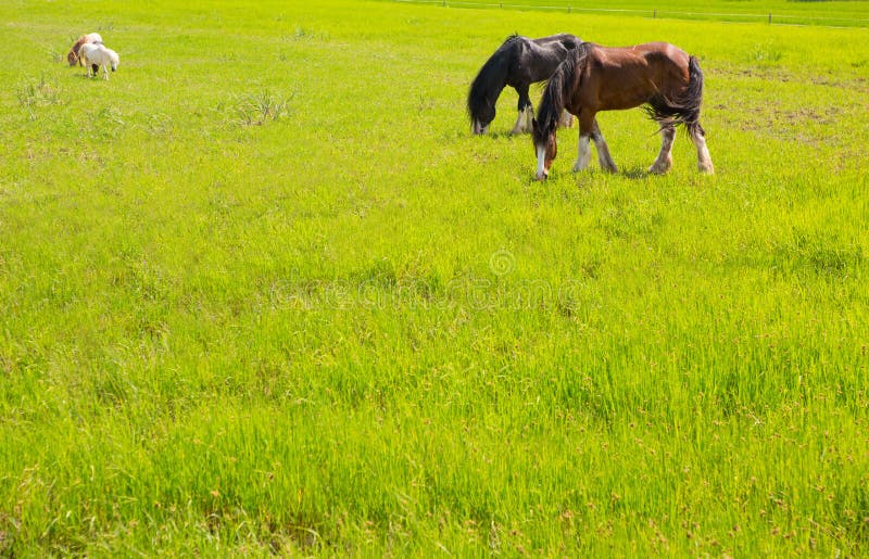 Horses in Green Yellow Spring Meadow Stock Photo - Image of mane ...