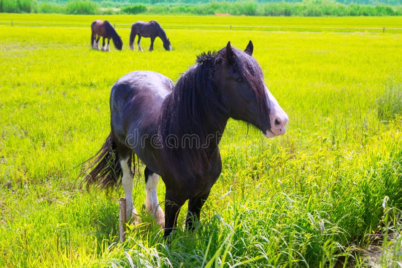 Horses in Green Yellow Spring Meadow Stock Photo - Image of mane ...