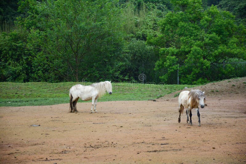 Horses on the Ground in the Zoo Stock Photo - Image of grassland, white ...