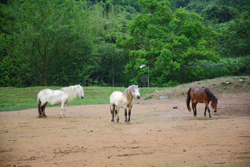 Horses on the Ground in the Zoo Stock Photo - Image of grassland, grass ...