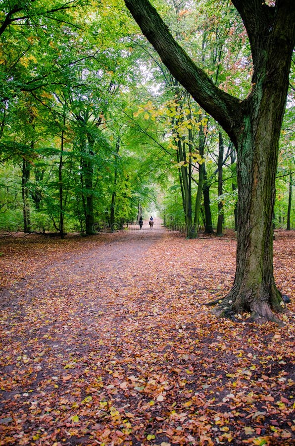Grunewald Forest, Berlin, Germany Stock Photo - Image of germany ...