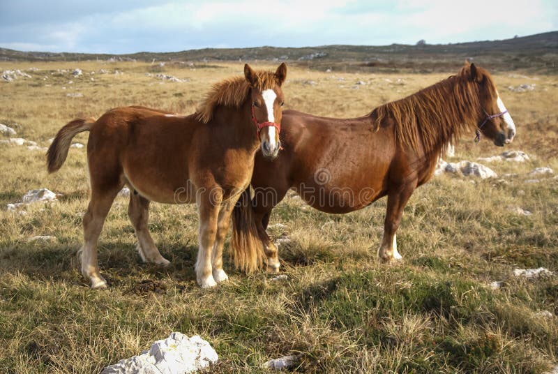 Horses, Guadamia, Asturia Y Cantabria, Spain Stock Image - Image of ...