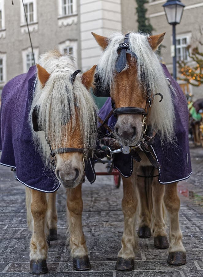 Horses of a hansom cab stock photo. Image of wheeler - 85534058