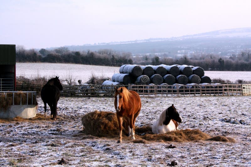 Horses on the Hay Inside the Paddock in Winter. Stock Photo - Image of ...