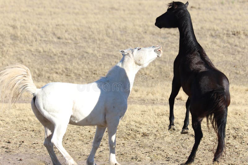 Horses stock image. Image of nature, playing, horses - 139681467