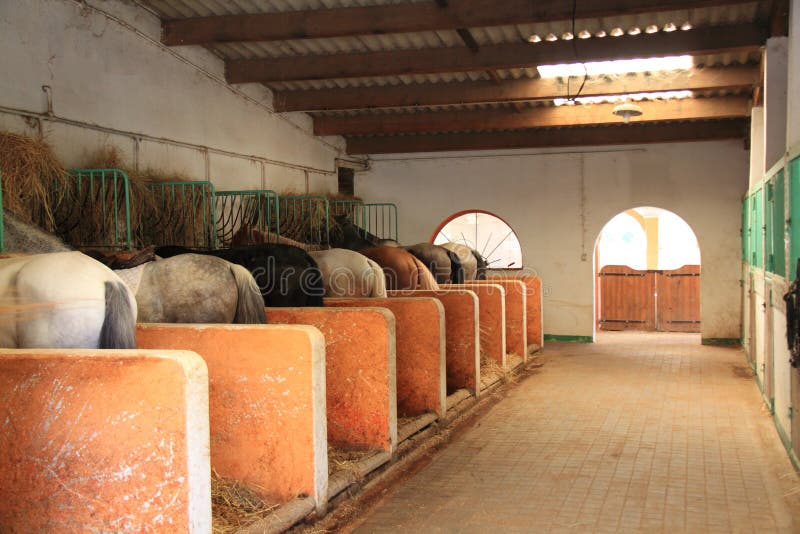 Horses inside stable stock photo. Image of stable, standing - 21031022