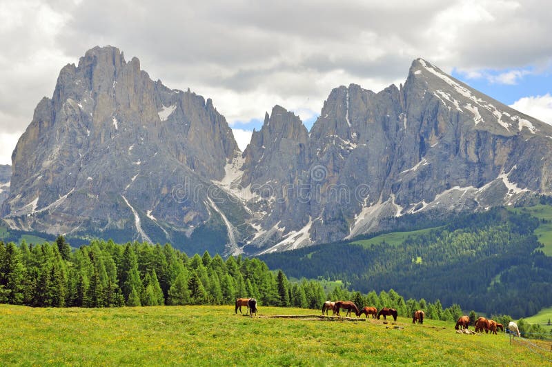 Horses in italian Alps stock image. Image of wild, farm - 118443175