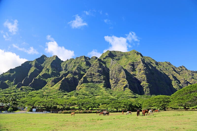Kualoa Ranch North Coast Oahu Stock Image - Image of palm, hawaii: 4288459