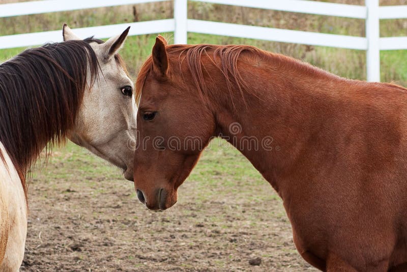 Horses in love stock image. Image of rural, feed, horse - 21612549