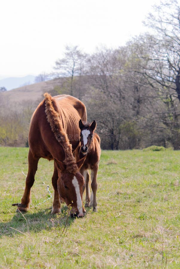 Horses in the Meadow Spring Stock Image - Image of mammal, beasts: 65708067